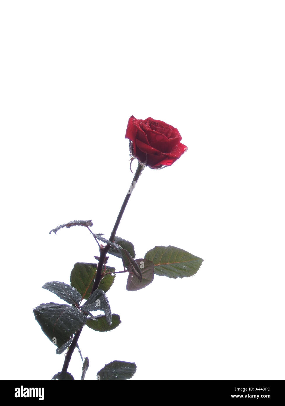 Bad weather summer rain Cut Out Stock Images & Pictures - Alamy