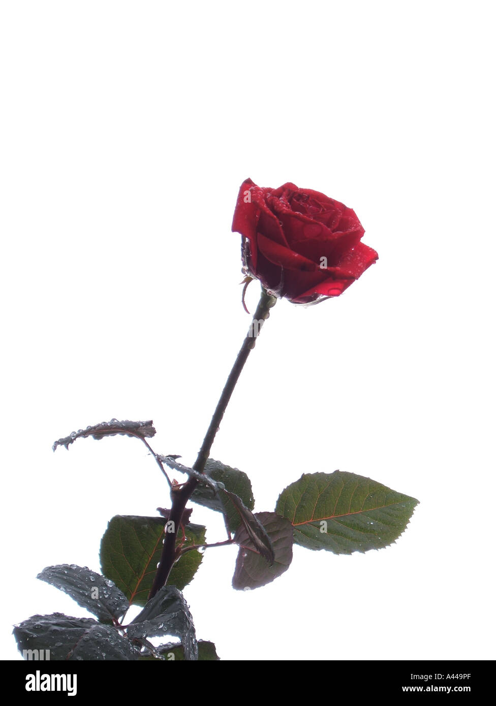 Bad weather summer rain Cut Out Stock Images & Pictures - Alamy