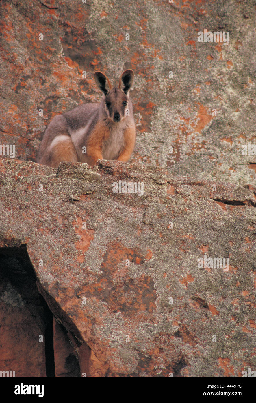 Yellow footed Rock Wallaby Petrogale xanthopus South Australia ...