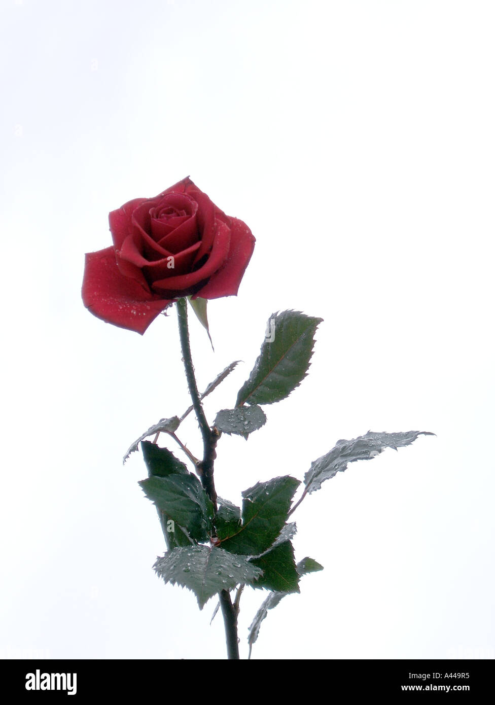 wet rose in rain Stock Photo - Alamy