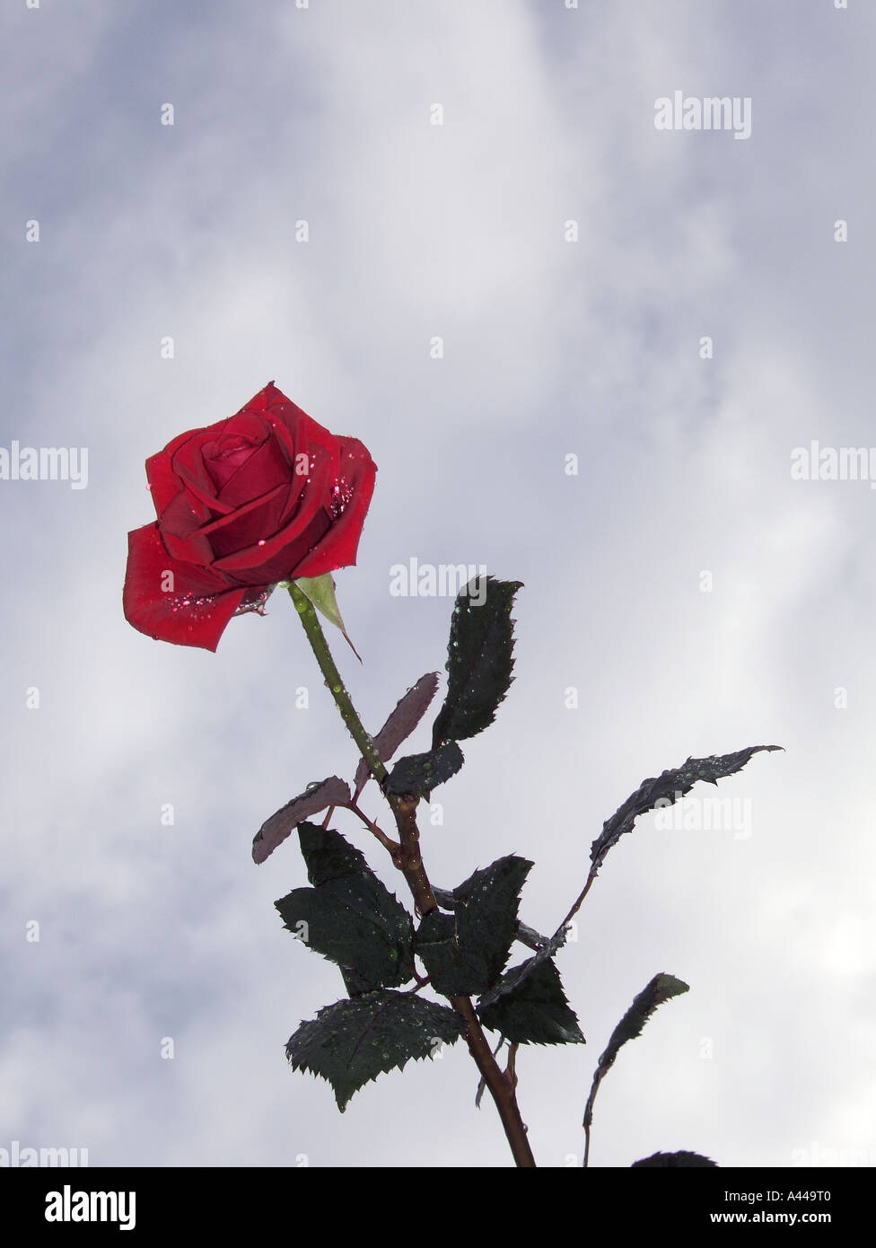 wet rose in rain Stock Photo - Alamy