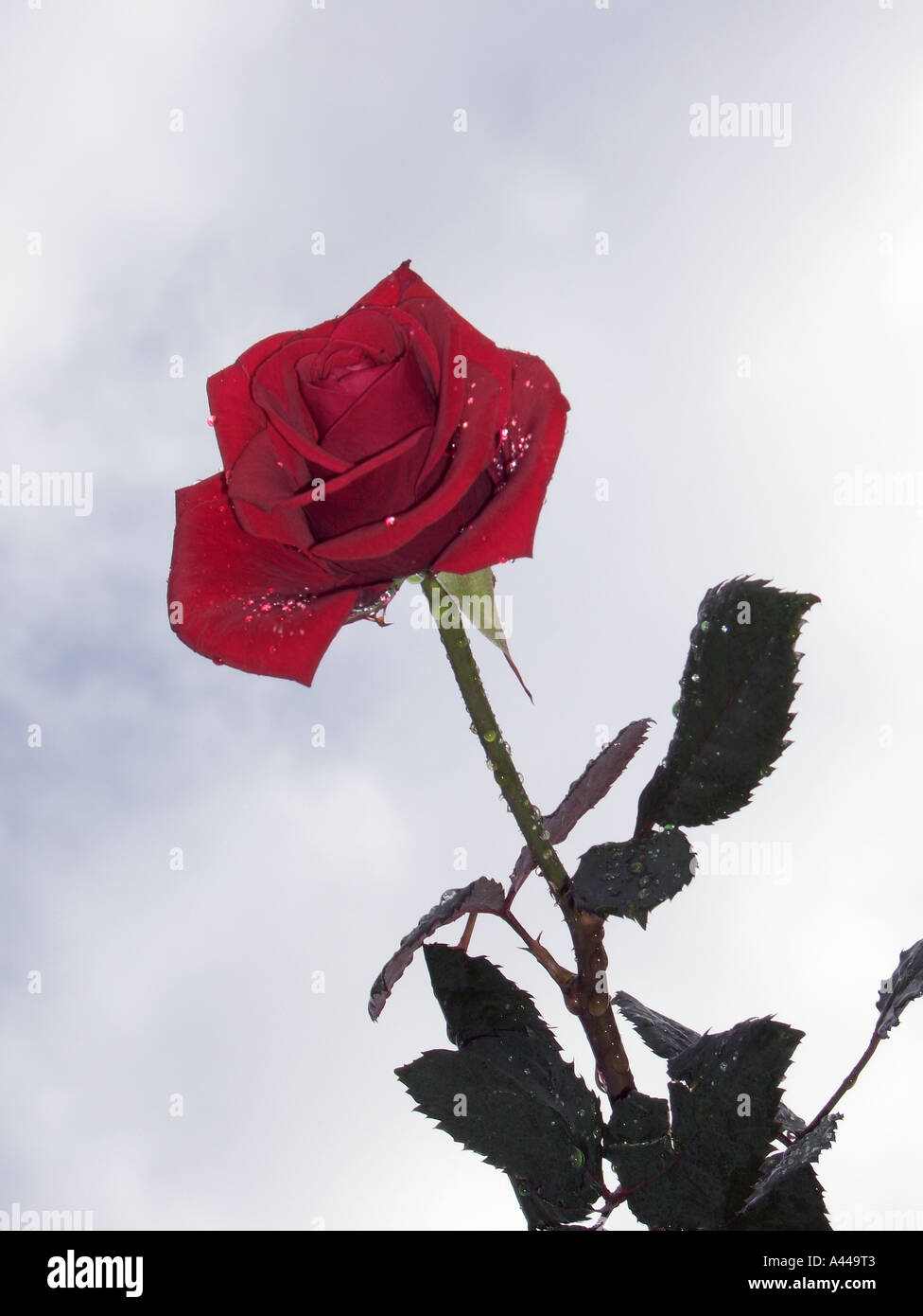 wet rose in rain Stock Photo - Alamy