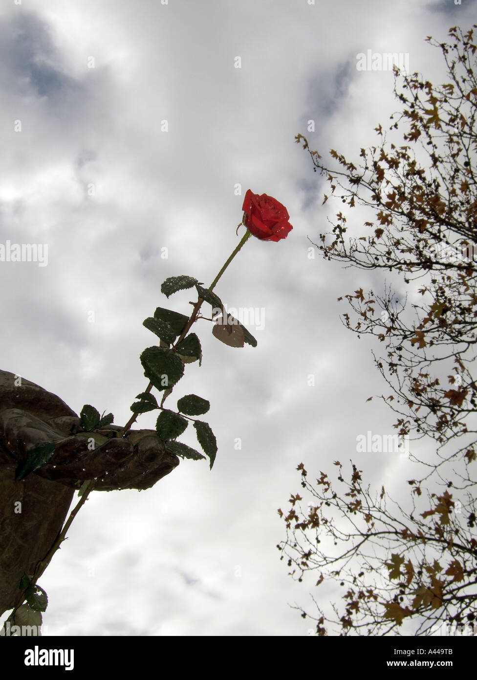 statue hand holding rose in rome Stock Photo - Alamy