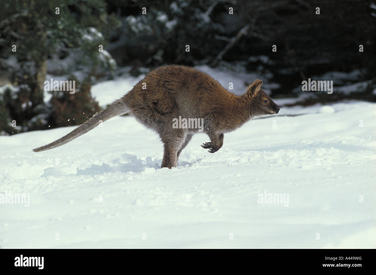 Snow wallaby winter wallaby wallabies hi-res stock photography and ...