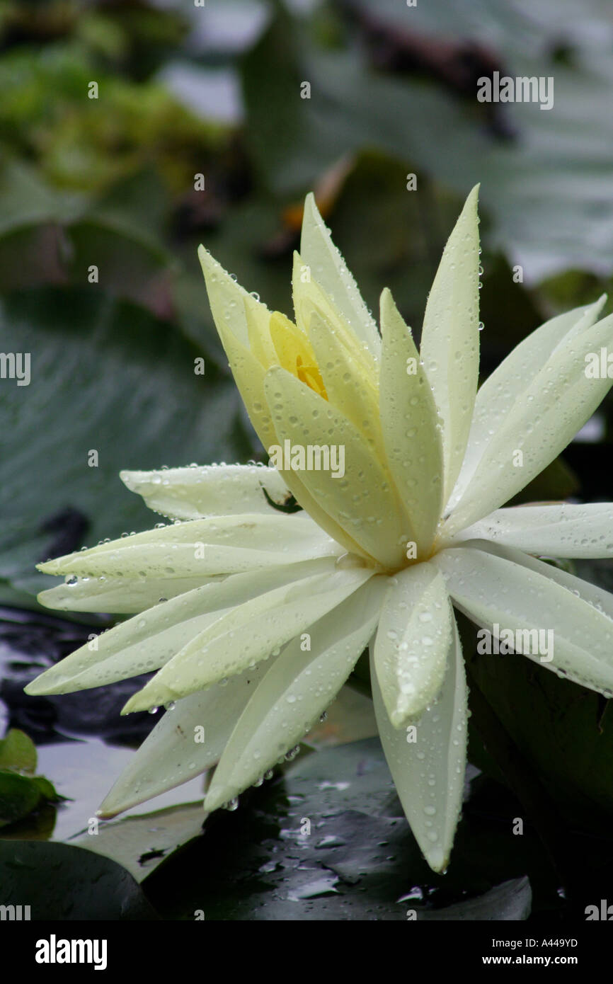 NYMPHAEA MEXICANA FAMILY NYMPHAEACEAE Stock Photo - Alamy