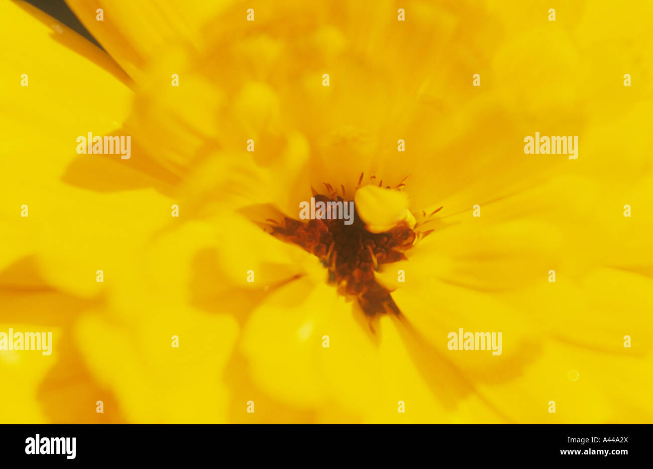 Yellow chrysanthemum flower blooming in a Cornish garden. Lizard ...