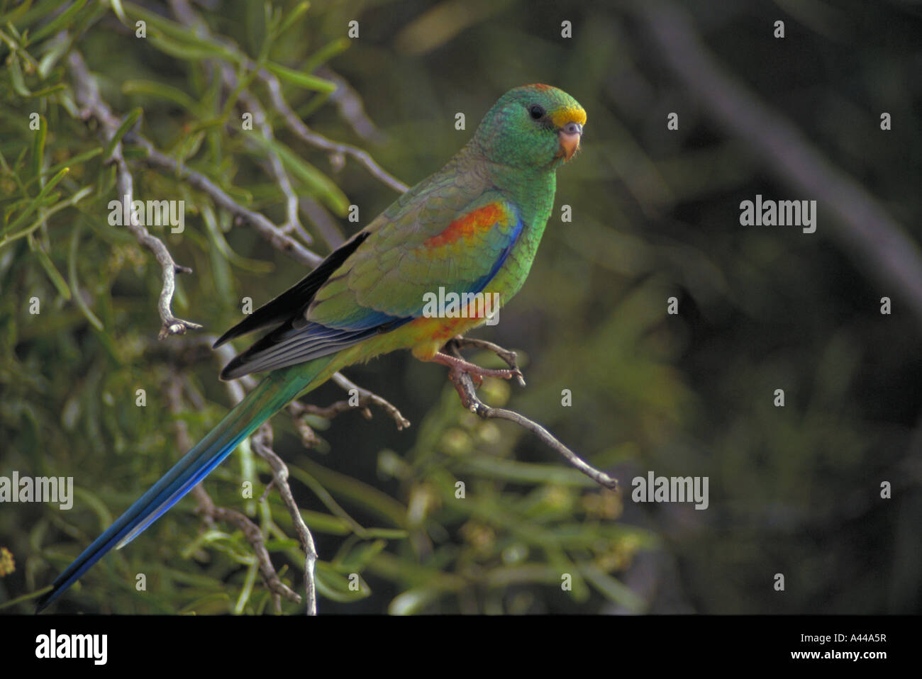 Mulga parrots hi-res stock photography and images - Alamy