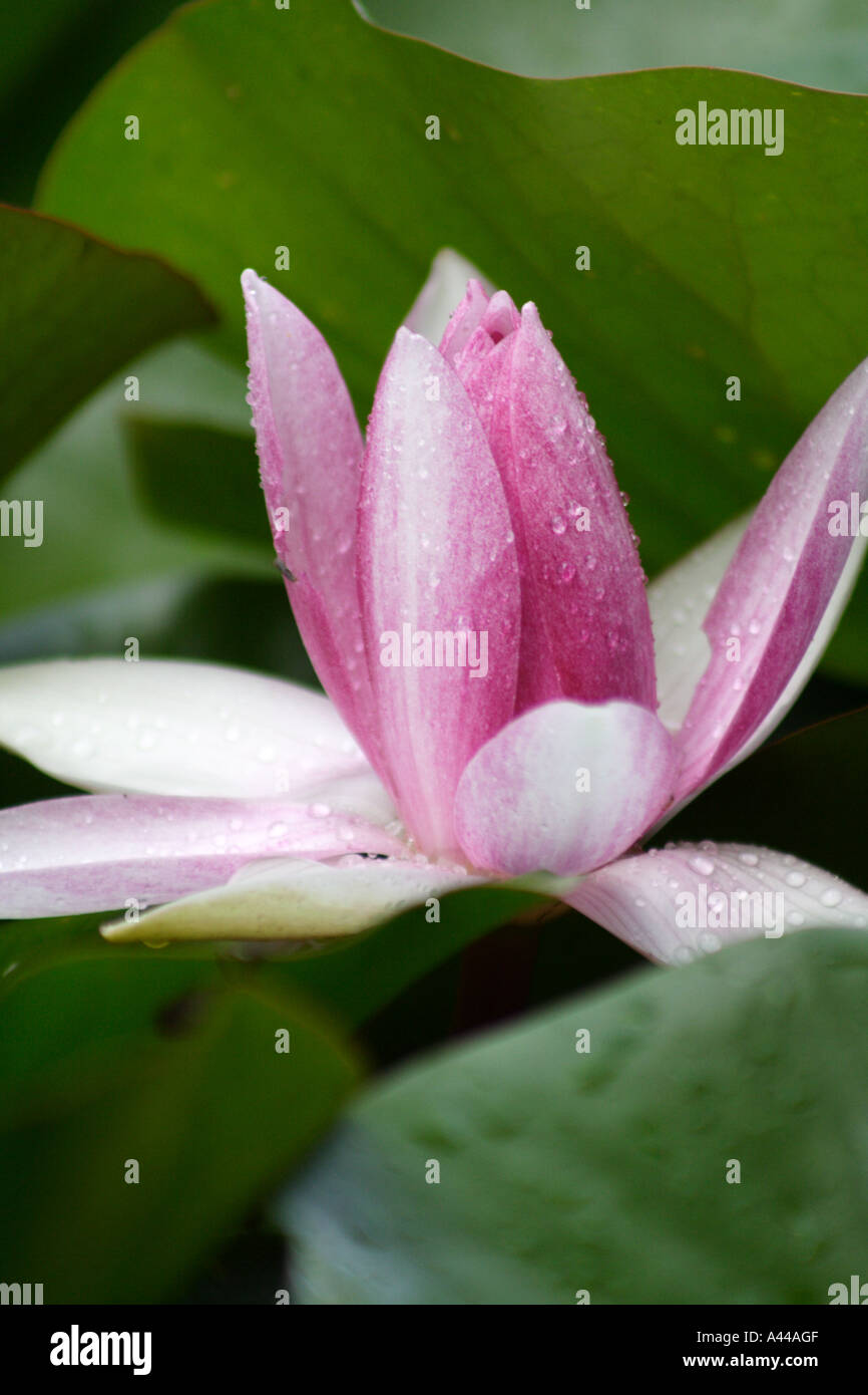 Australian pink water lily hi-res stock photography and images - Alamy