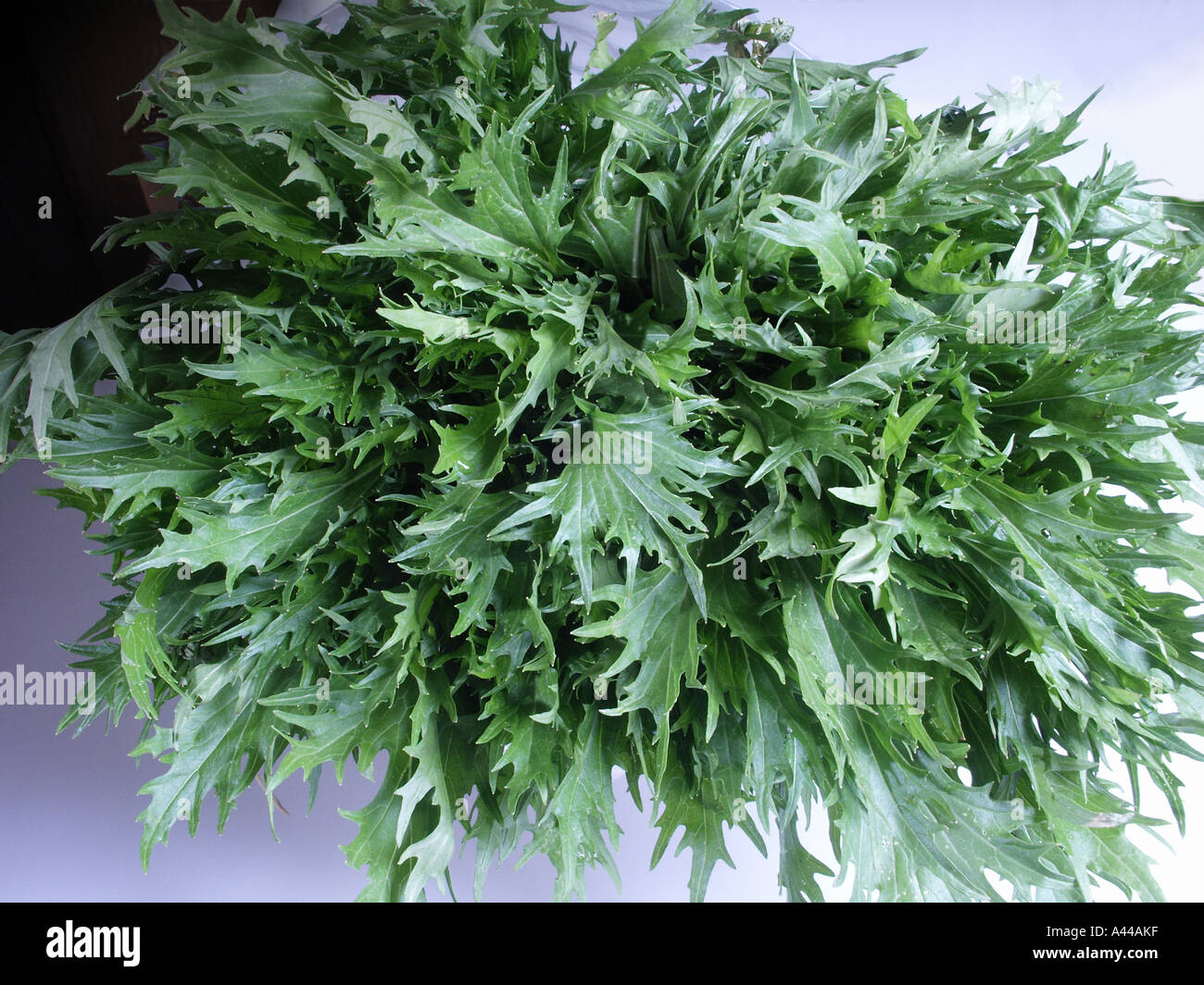 Mizuna juncea hi-res stock photography and images - Alamy