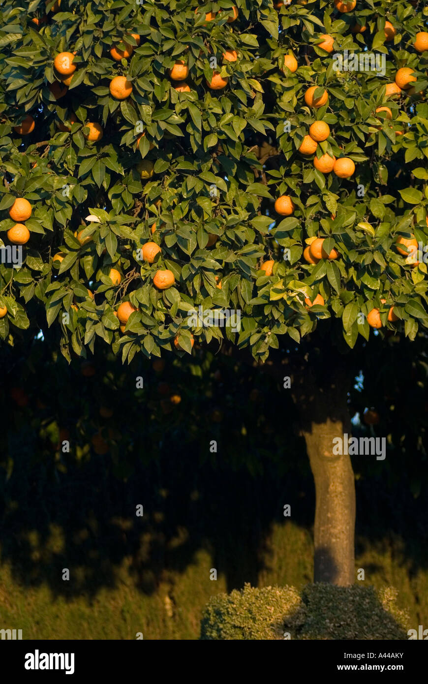 Orange tree, Andalucia, Spain Stock Photo - Alamy