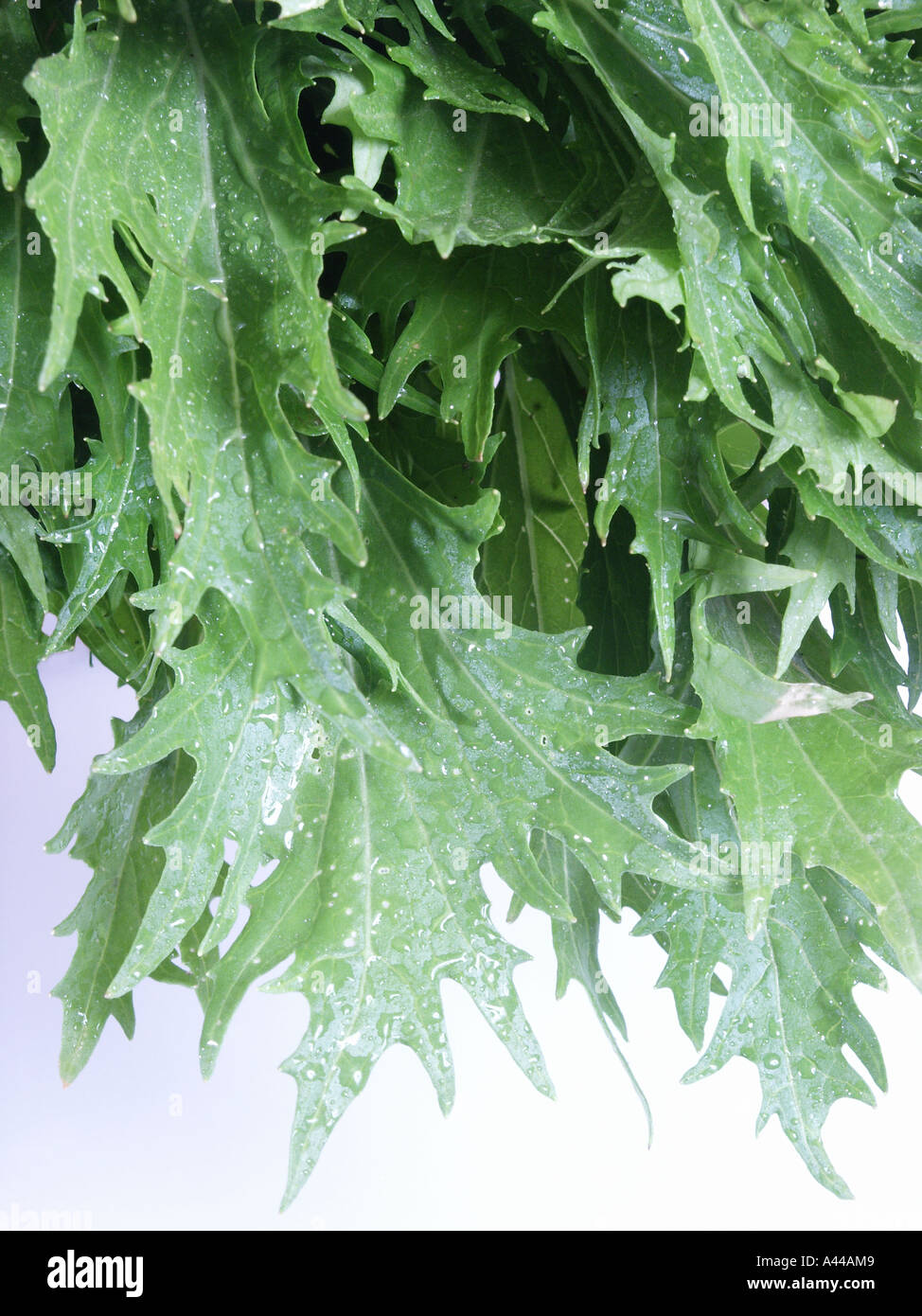 Mizuna juncea hi-res stock photography and images - Alamy