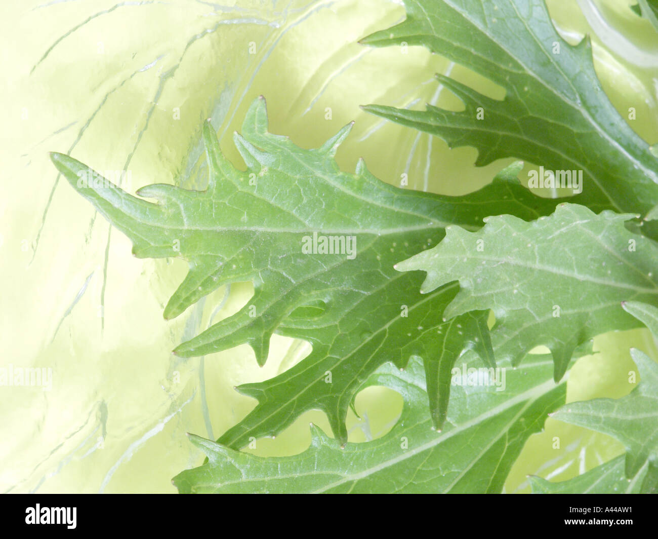 Mizuna juncea hi-res stock photography and images - Alamy