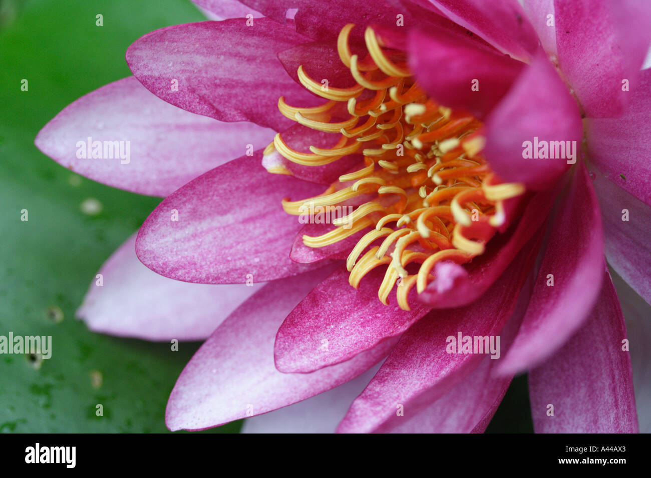 Australian pink water lily hi-res stock photography and images - Alamy