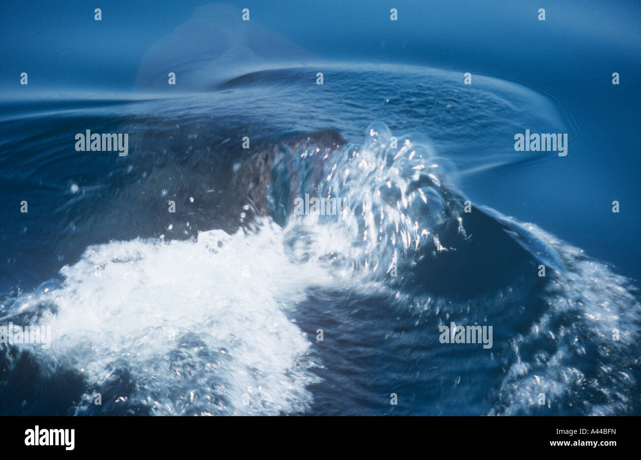 Basking shark atlantic hi-res stock photography and images - Alamy