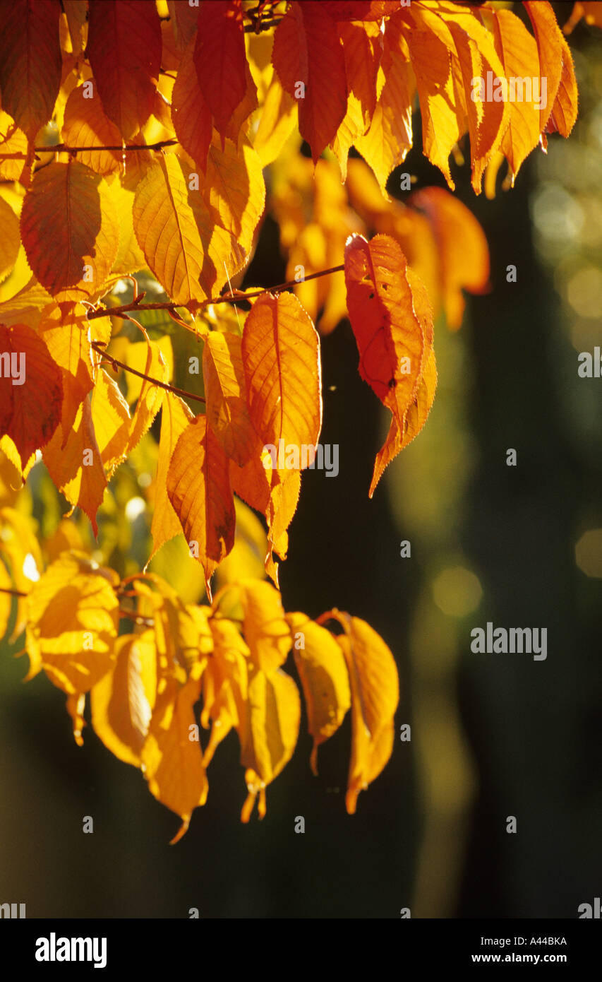 Autumn colour of leaves backlit Stock Photo - Alamy