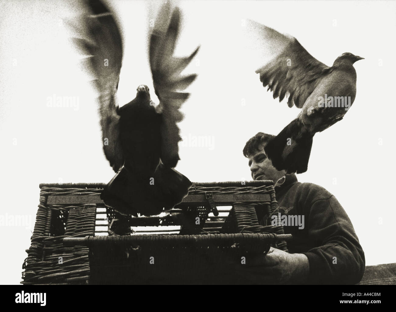 Homing instinct hi-res stock photography and images - Alamy