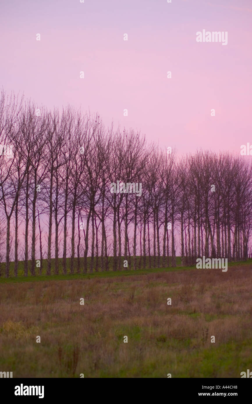 Poplar trees around fields in Kent Stock Photo - Alamy