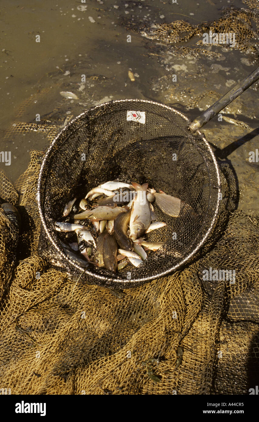 Collecting fish for relocation hi-res stock photography and images - Alamy