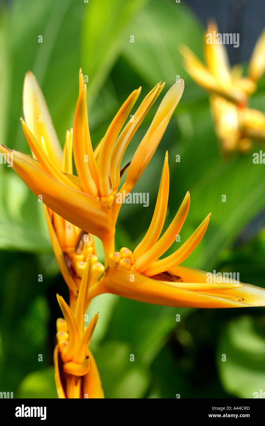 BIRD OF PARADISE FLOWER FAMILY STRELITZIACEAE STRELITZIA REGINAE ...