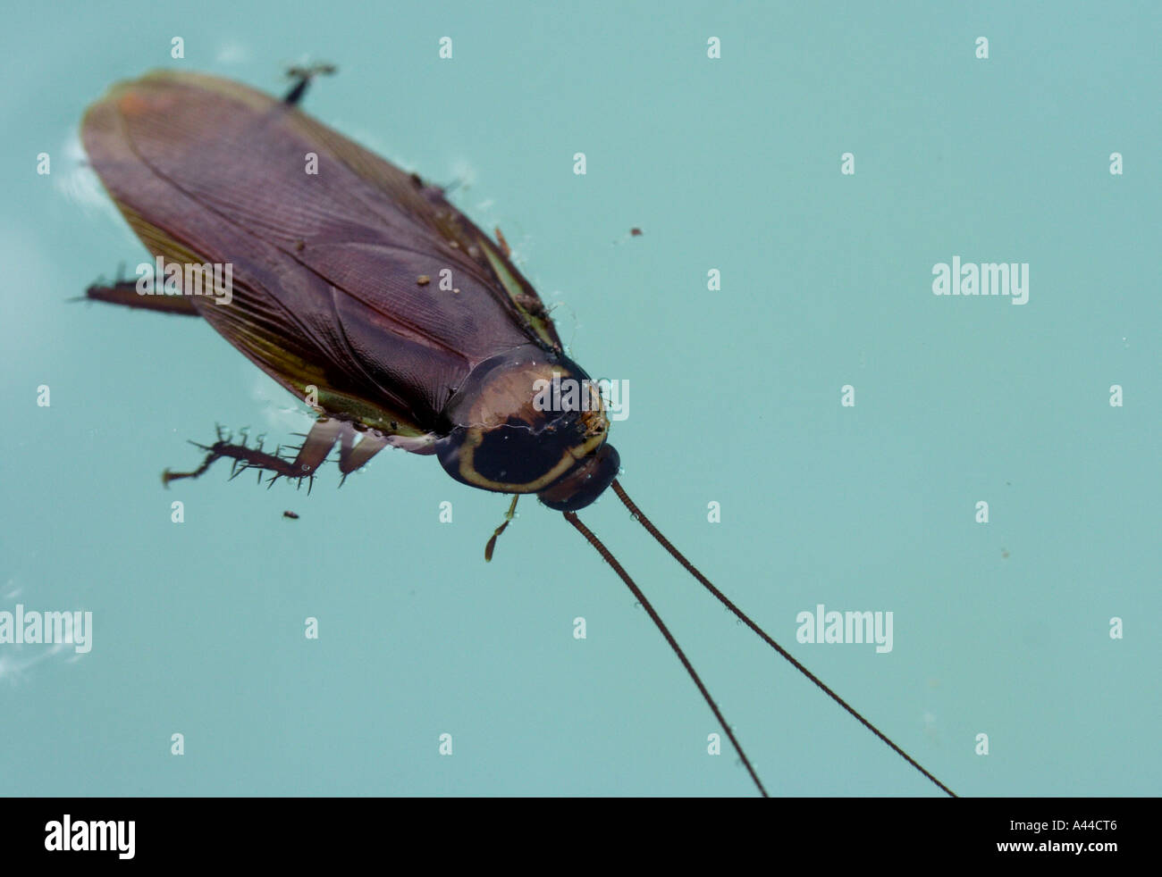 COMMON AUSTRALIAN COCKROACH ARTHROPODA HEXAPODA BLATTODEA BLATTIDEA ...