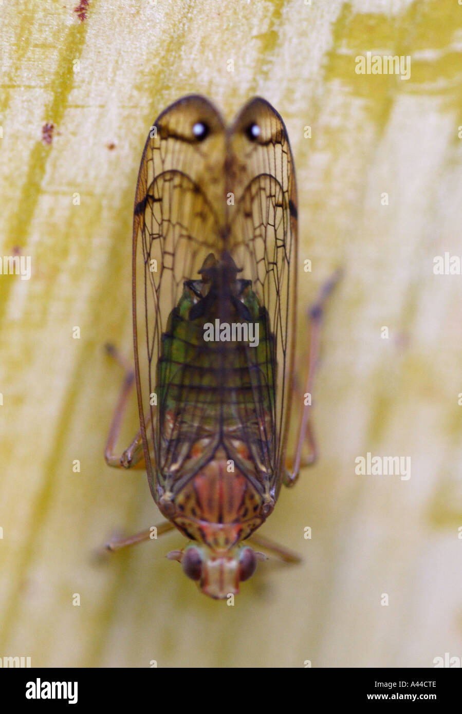 FLY LIKE INSECT VERTICAL BAPDA4813 Stock Photo - Alamy