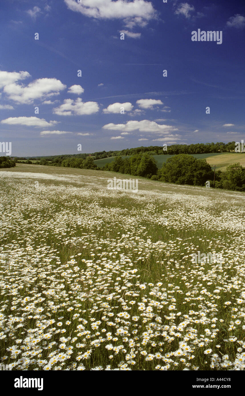 Fields of daisies Stock Photo - Alamy