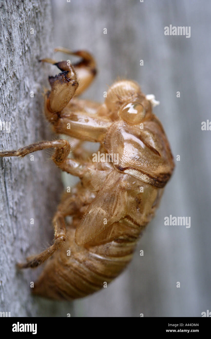 Empty exuvia of a hi-res stock photography and images - Alamy