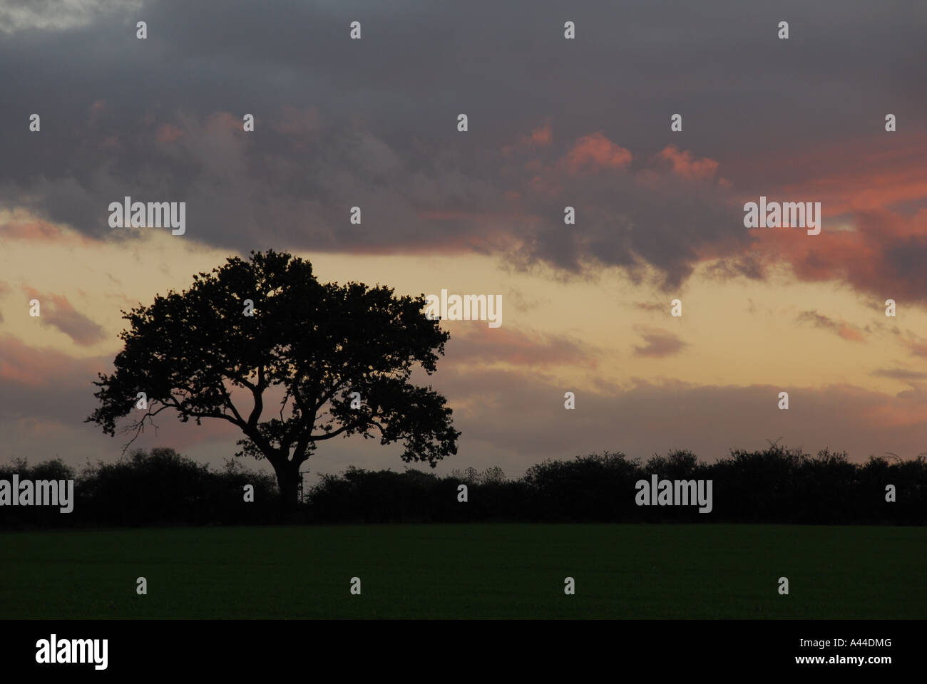 A lone tree silhouetted against a sunset sky in Essex Stock Photo - Alamy