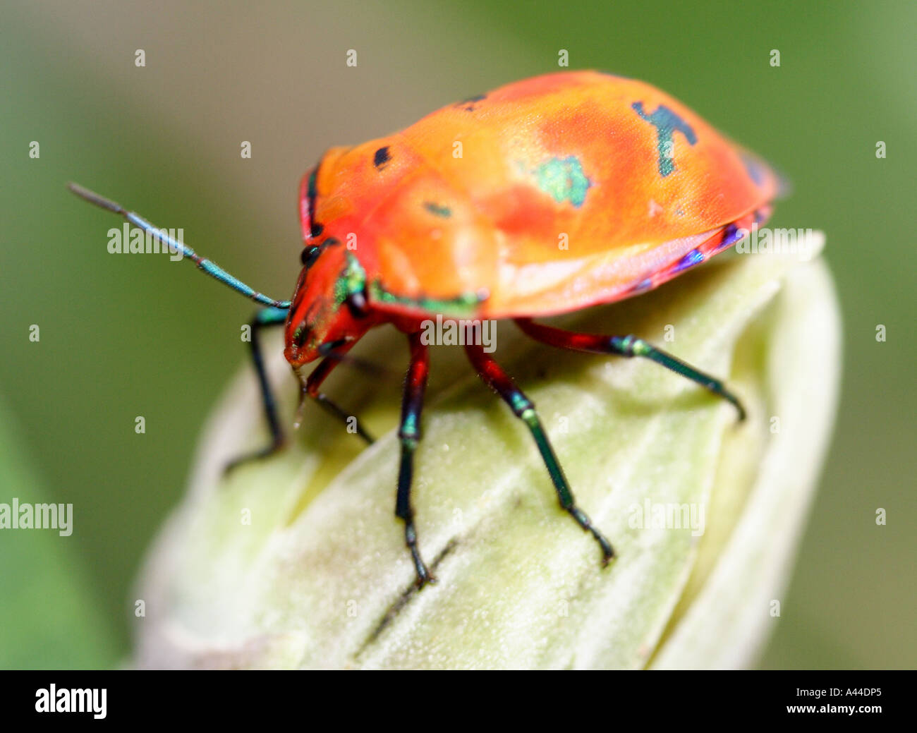Harlequin stink bug hi-res stock photography and images - Alamy