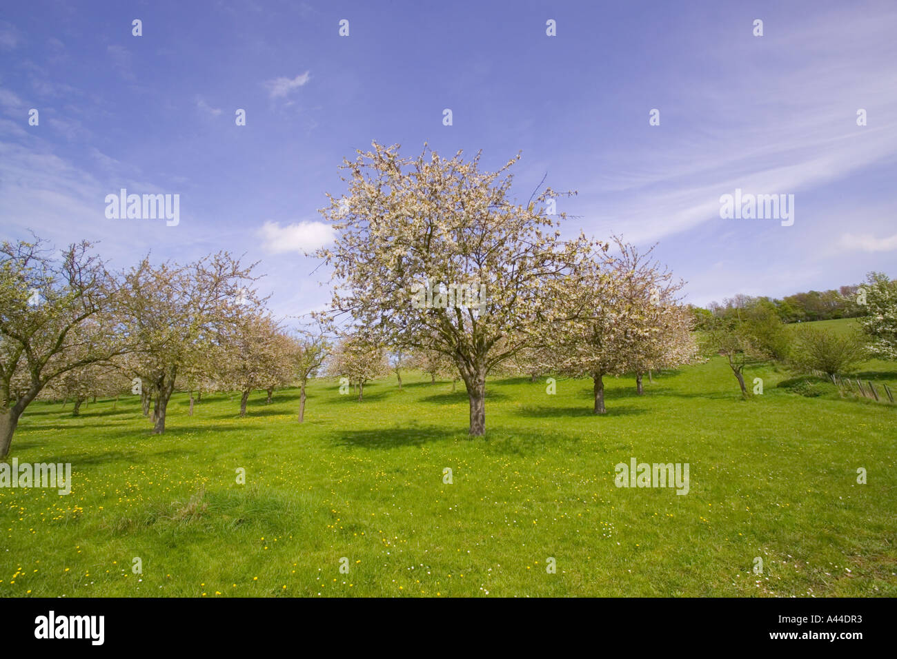 Orchard kent england flowers tree hi-res stock photography and images ...