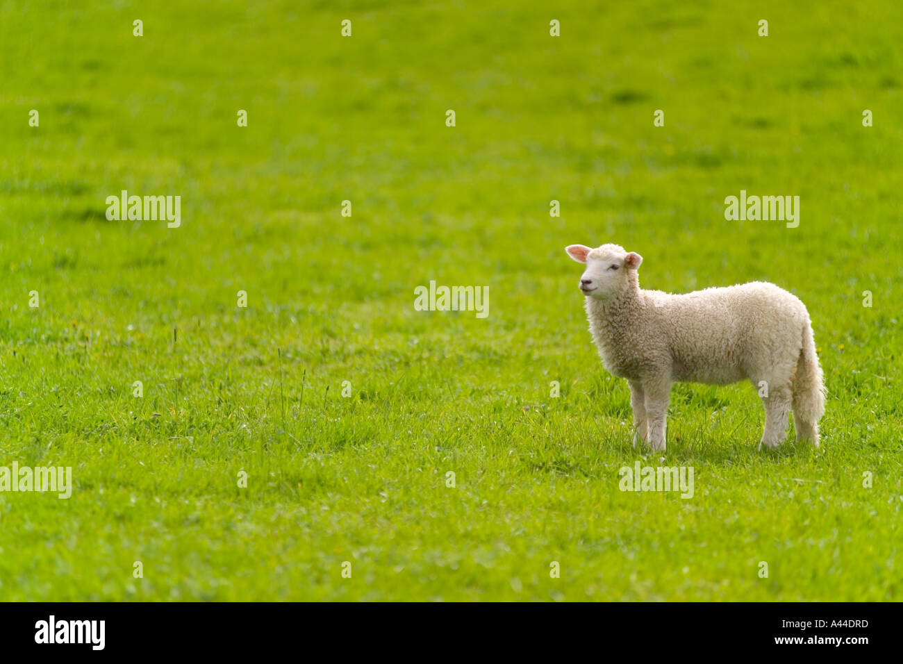 Sheep lamb kent england hi-res stock photography and images - Alamy