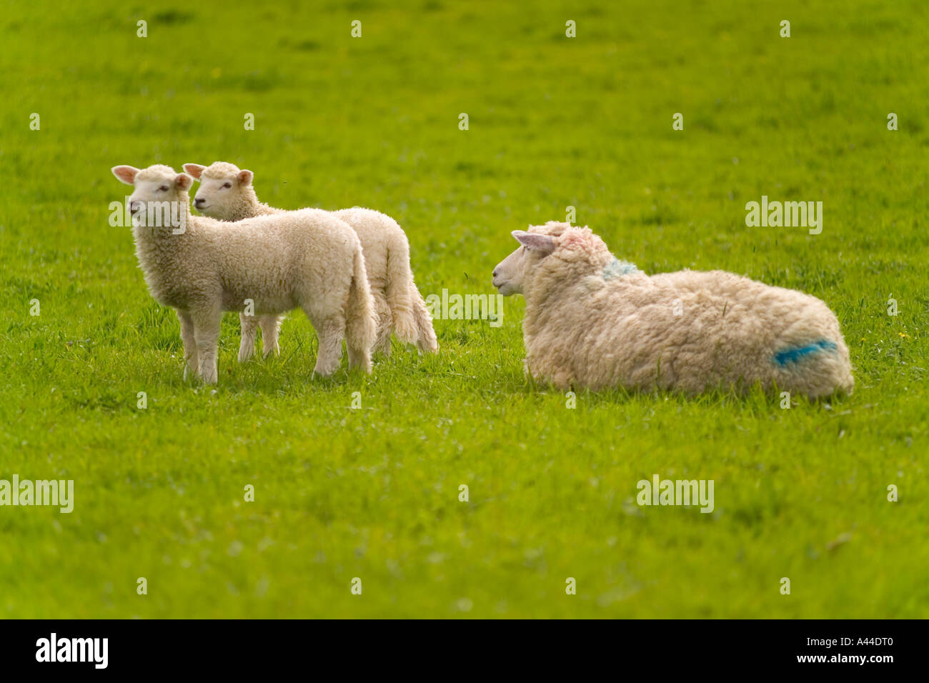 Sheep Lamb Kent England High Resolution Stock Photography and Images ...
