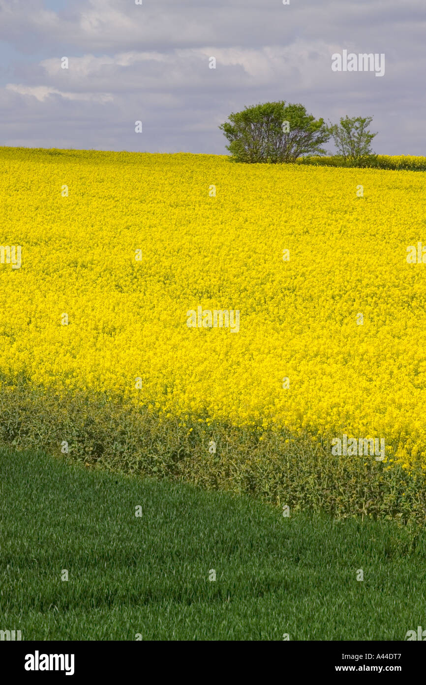 Rape seed crop in a field England Stock Photo - Alamy