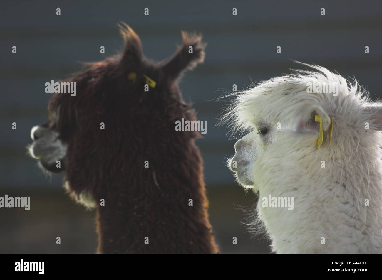 alpaca portrait black and white pair Stock Photo - Alamy