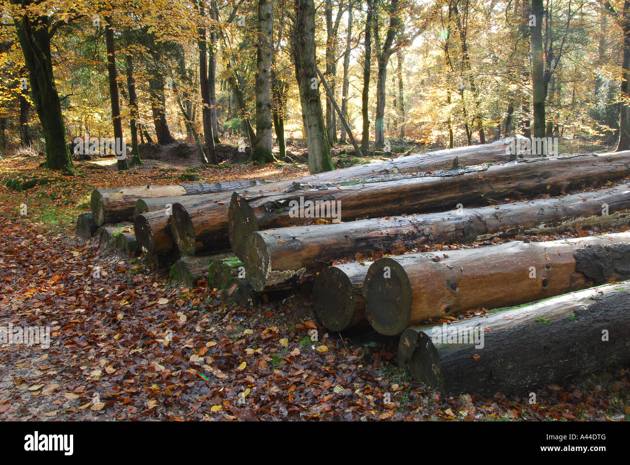 A stack of felled trees in the New Forest Hampshire UK Stock Photo - Alamy