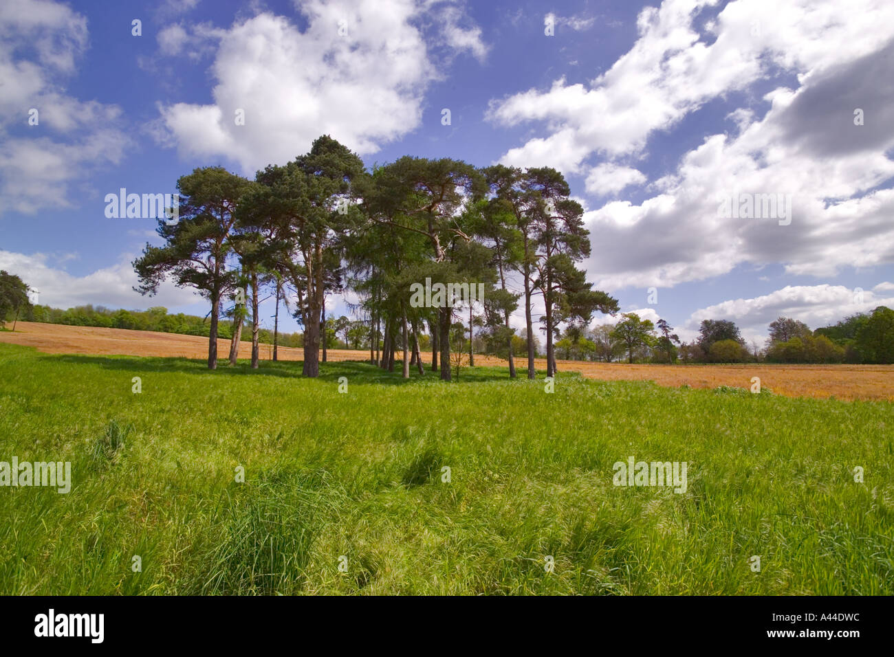 Ightham kent trees hi-res stock photography and images - Alamy