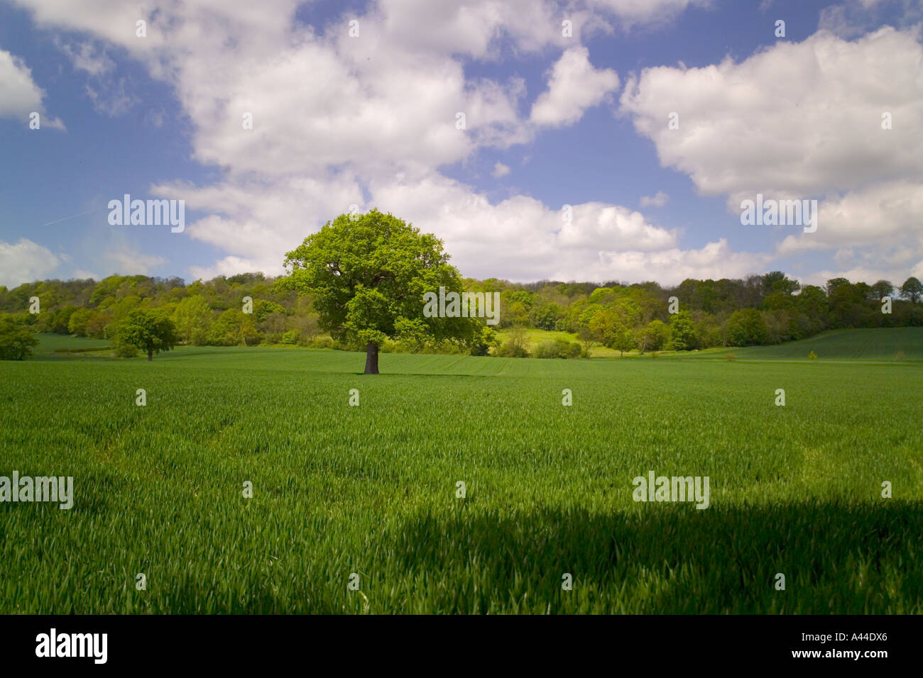 Trees in spring leaf in the Weald of Kent Stock Photo - Alamy