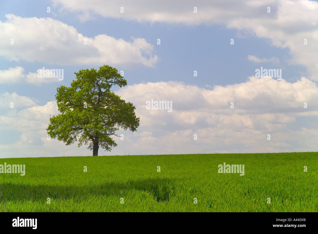 Trees in spring leaf in the Weald of Kent Stock Photo - Alamy