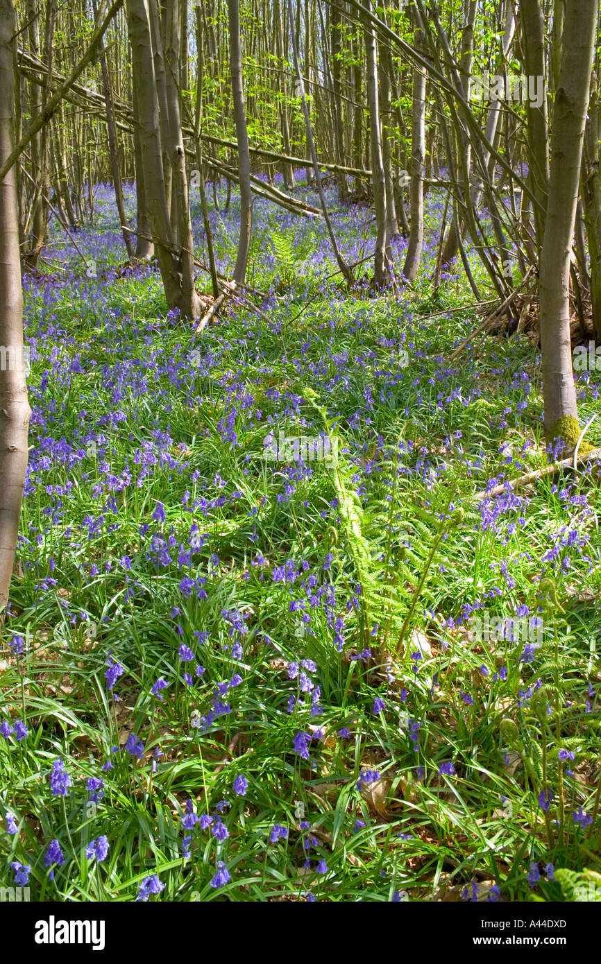 Bluebells in the woods of Kent Stock Photo - Alamy