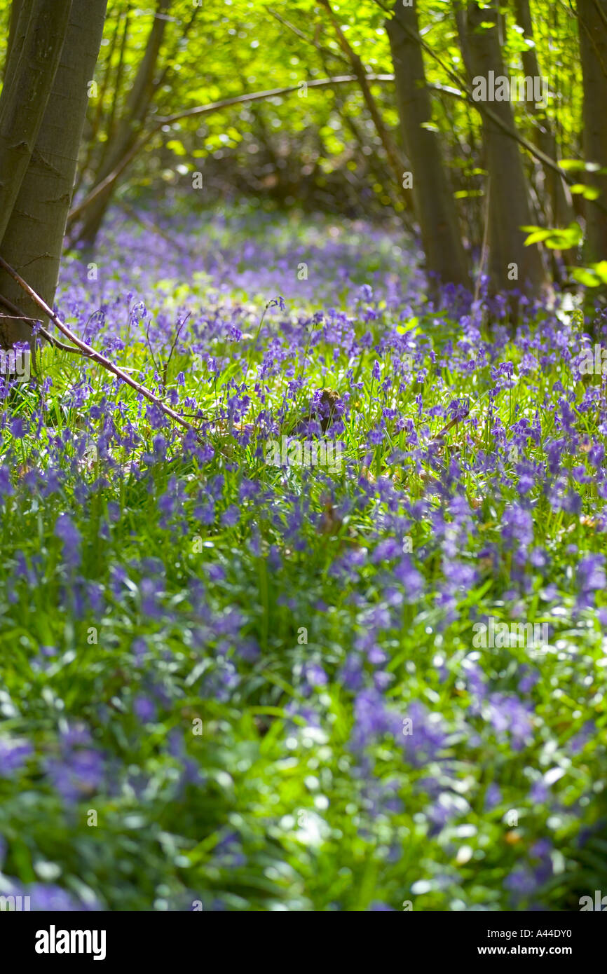 Bluebells in the woods of Kent Stock Photo - Alamy