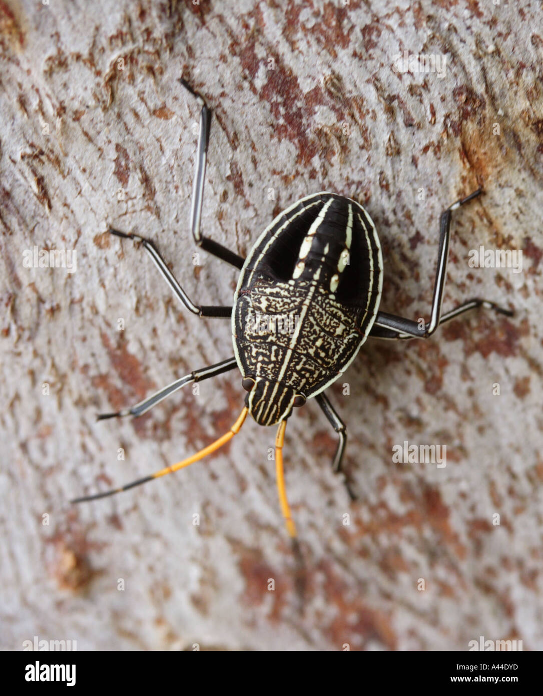 Theseus medustus hi-res stock photography and images - Alamy