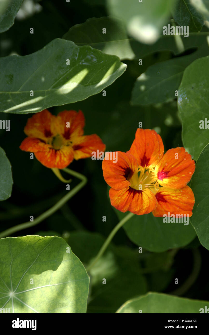 Close up of red and yellow Nasturtium flower variety Trapaeolum Majus ...