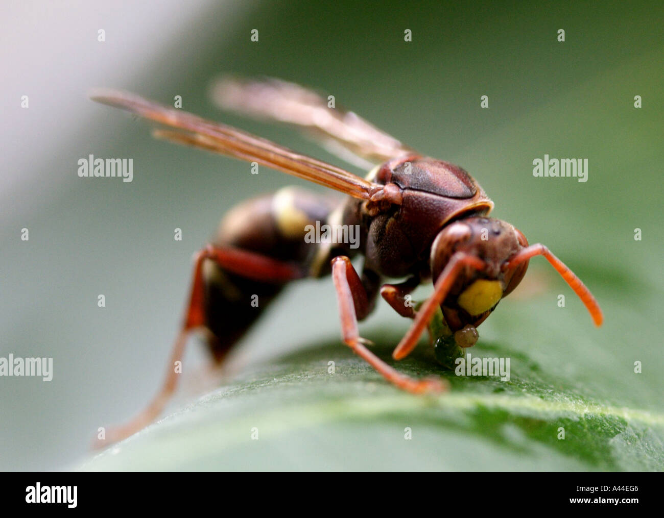Paper wasp resting hi-res stock photography and images - Alamy