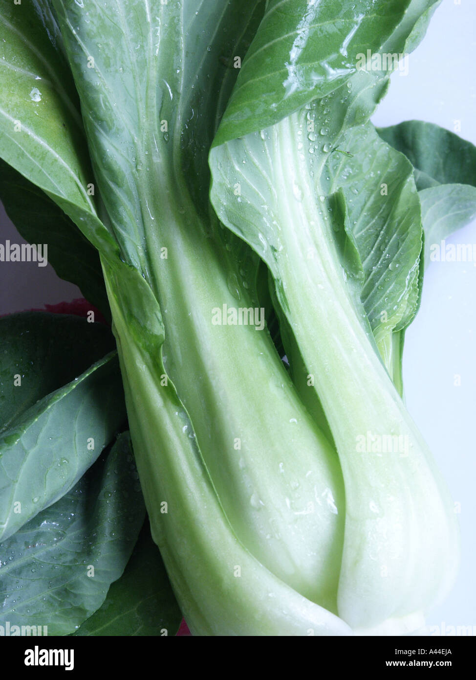 Baby bok choy Stock Photo - Alamy