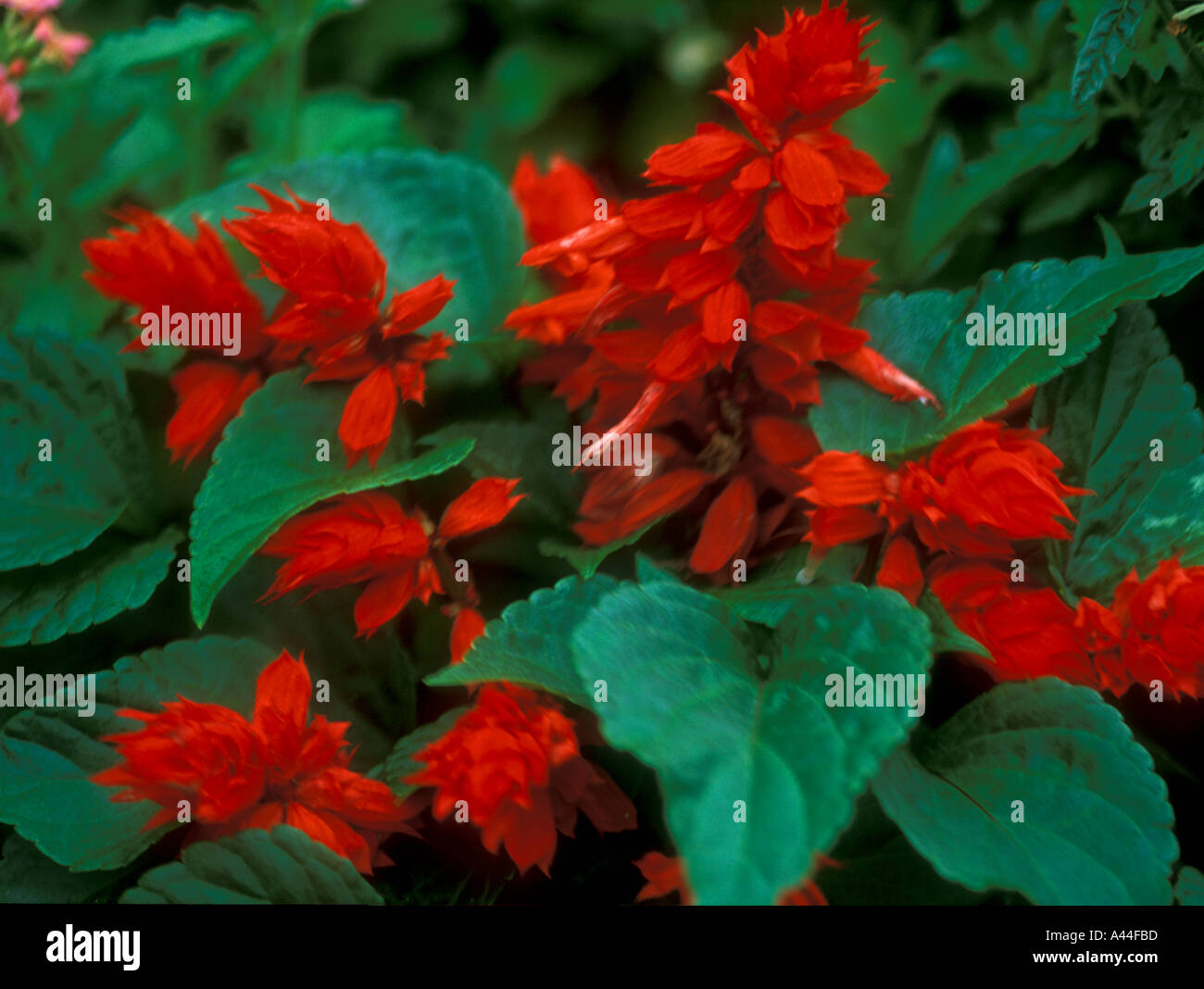 Salvia splendens `Blaze of Fire` Stock Photo - Alamy