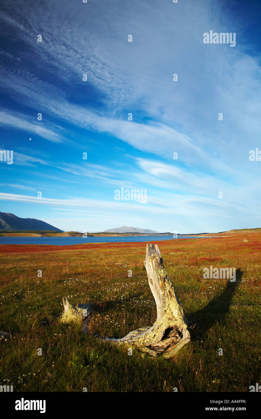 Argentina Patagonia Los Glaciares National Park A decaying tree near ...