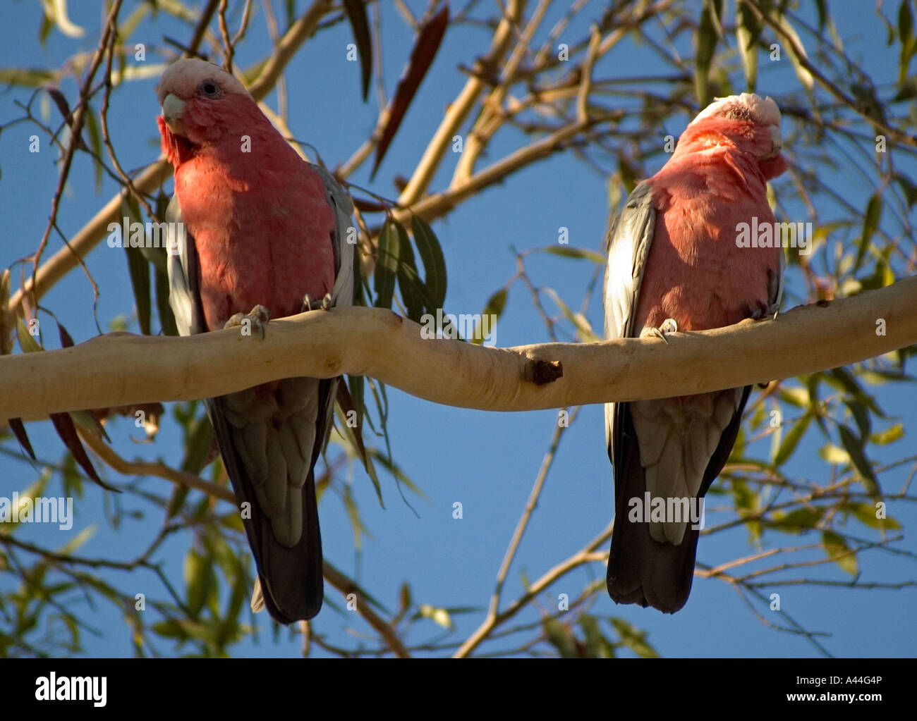 Two galahs on a branch Stock Photo - Alamy