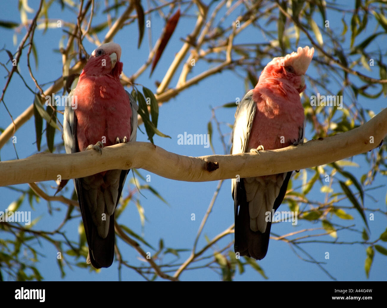 Galahs hi-res stock photography and images - Alamy