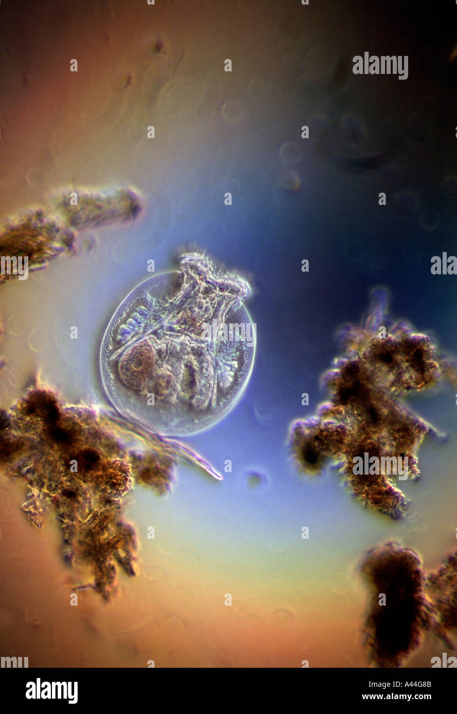 Rotifer hi-res stock photography and images - Alamy