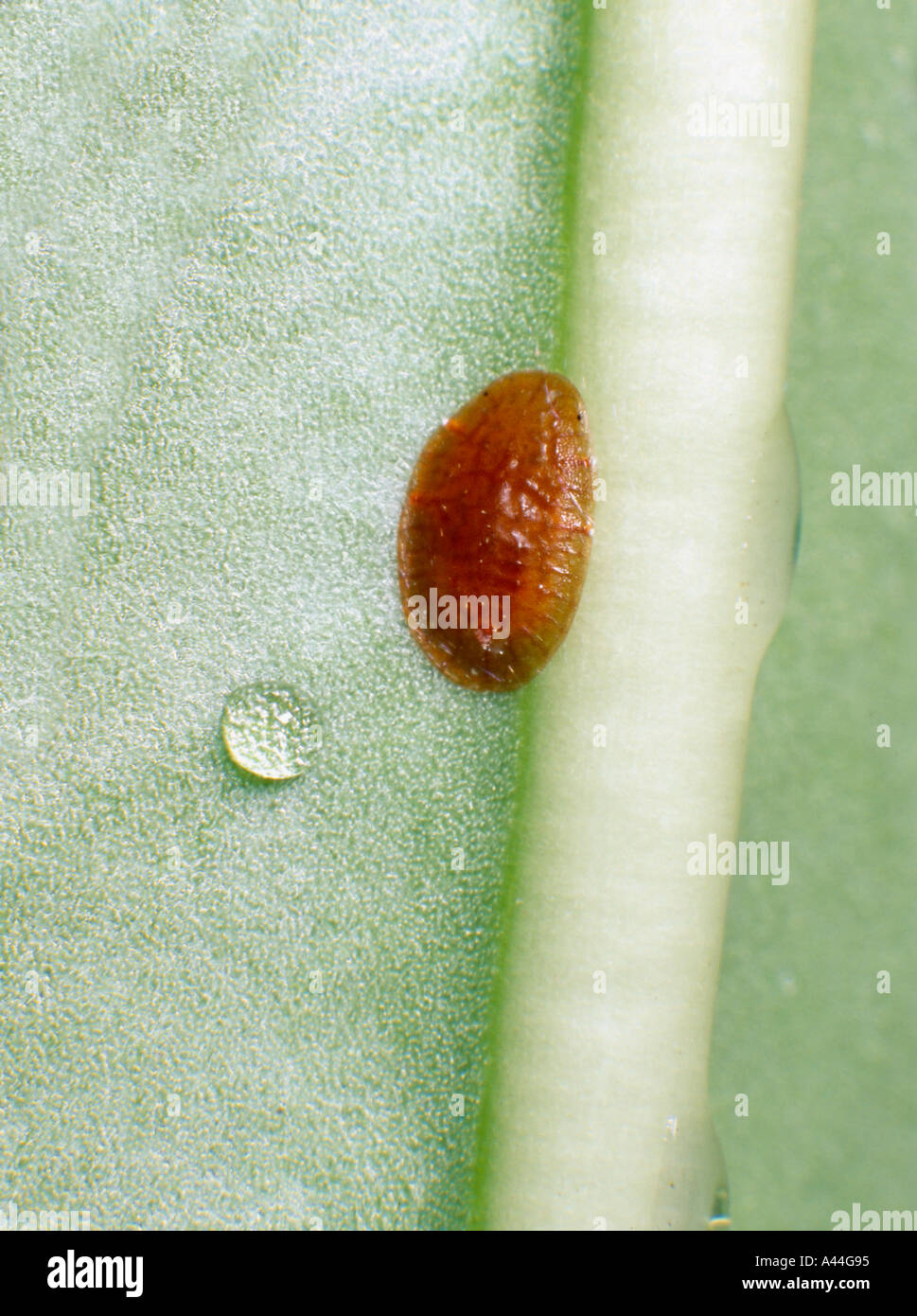 Scale insect on leaf Coccus hesperidum Stock Photo - Alamy